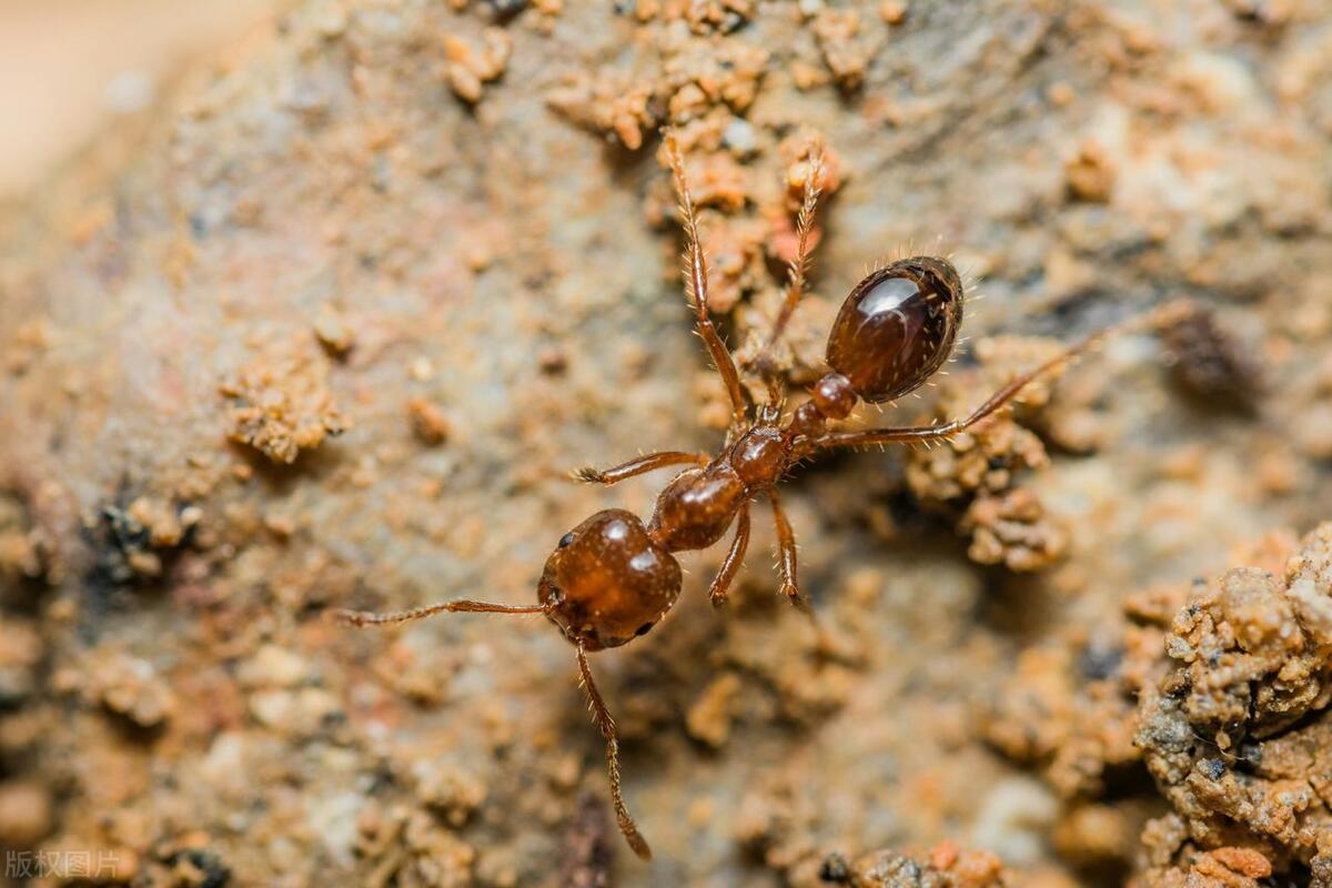 How toxic are red fire ants? Absolutely beyond your imagination, run as ...