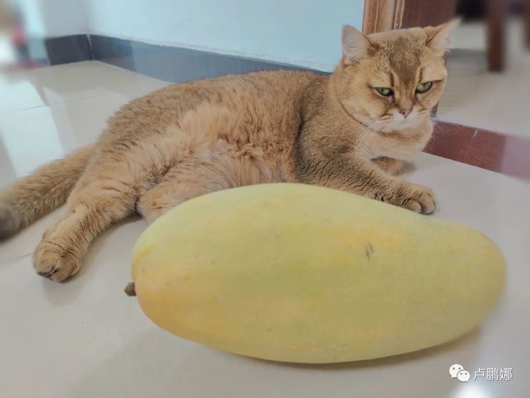 When I'm 155 days pregnant, I want to get a new number - iNEWS