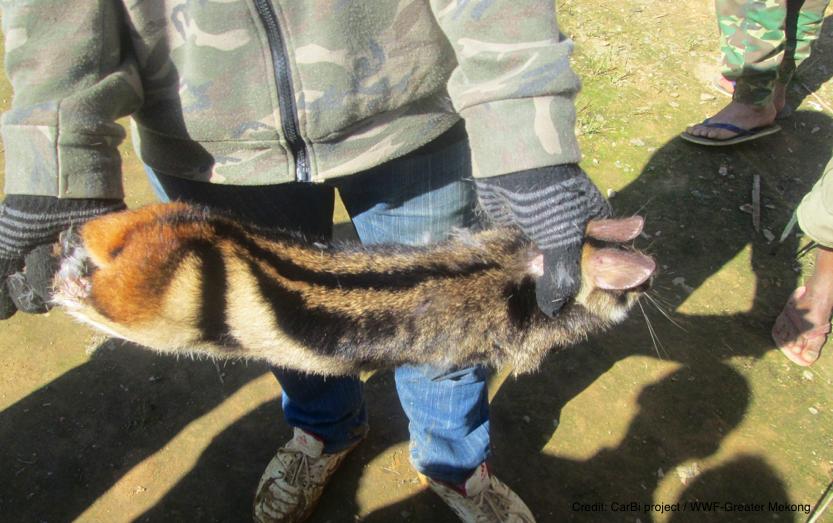 Mysterious Rabbit: Striped like a black tiger, nocturnal - iNEWS