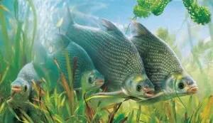 How do Hubei people distinguish Wuchang fish from bream? ! - iNEWS