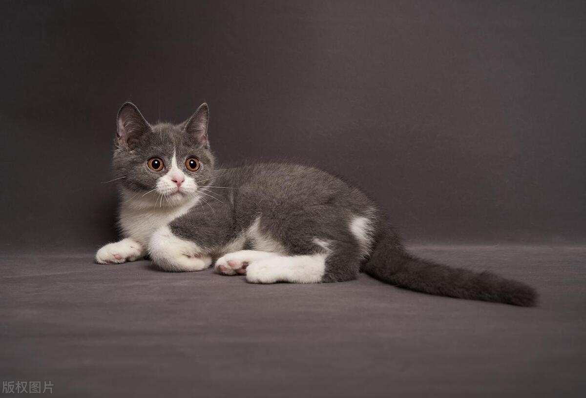 The 6 smartest cat breeds, is yours on the list? - iNEWS