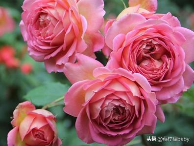 Queen of Flowers - Chinese Rose (2) 10 kinds of Chinese roses, which ...