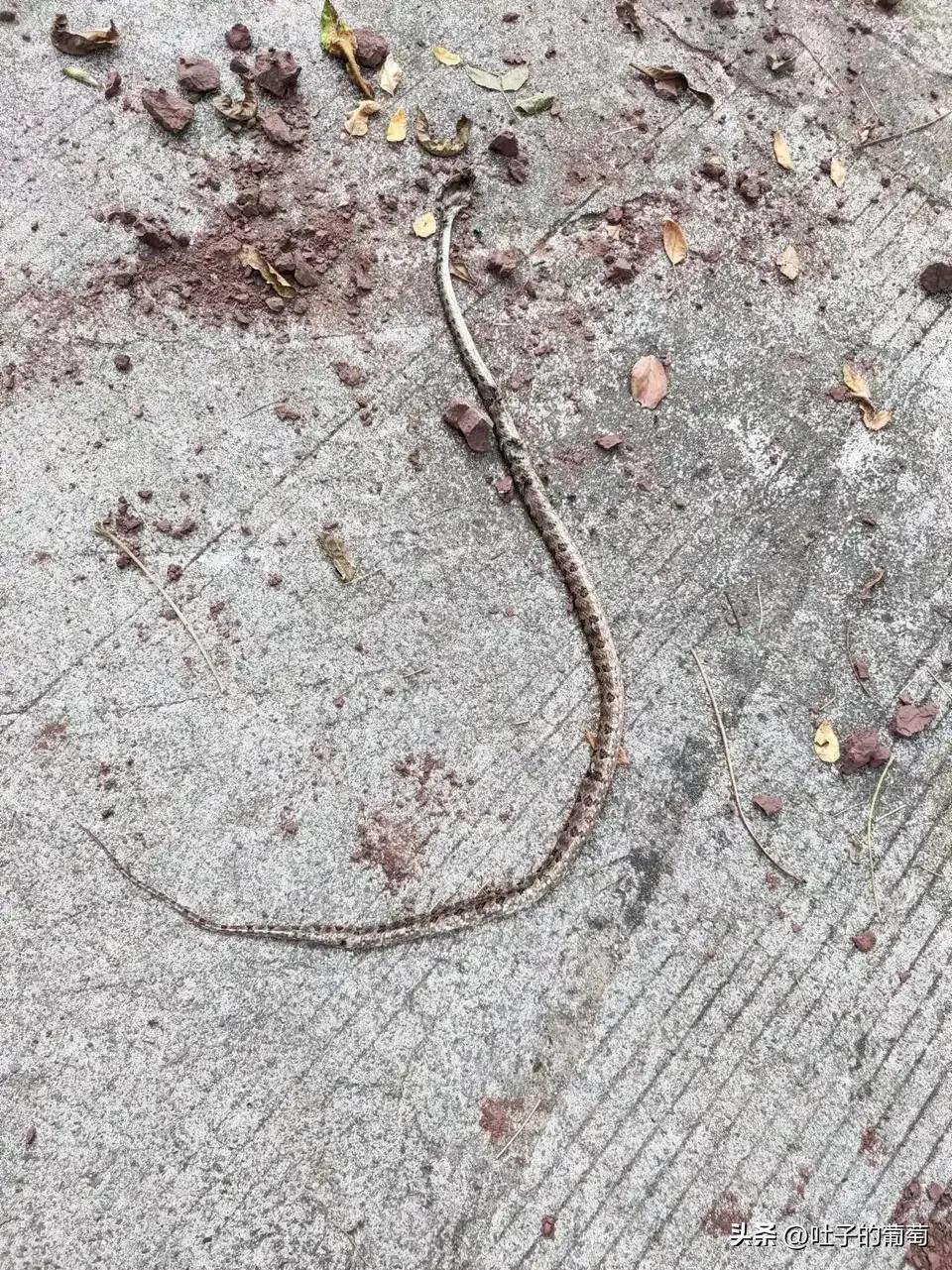 How are the snakes who have played against humans now? - iNEWS