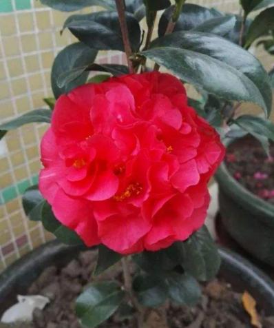 The king of black camellias - Keremo's big peony, the flowers are big ...