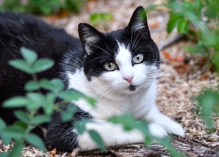 Cats also get heart disease, and they attacked my "heart" at once - iNEWS