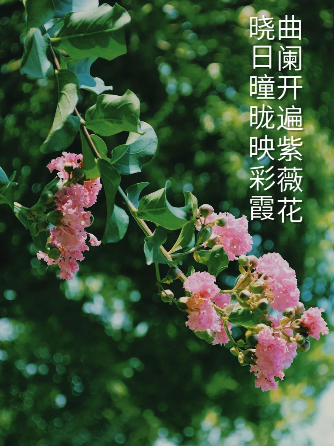 Allusions in Poems: Ziwei Lang - iNEWS