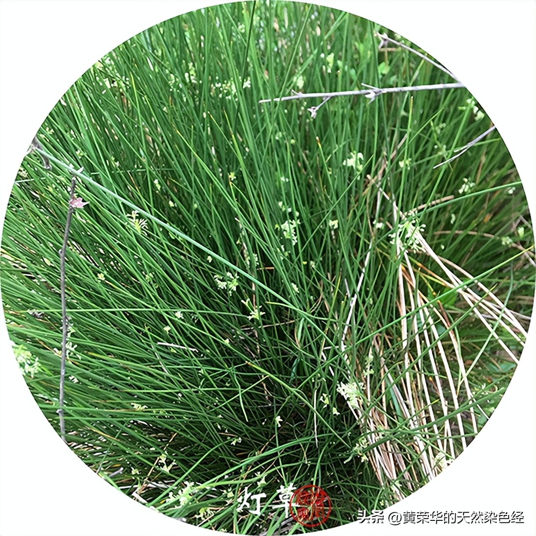 Chinese traditional color: lamp grass gray - iNEWS