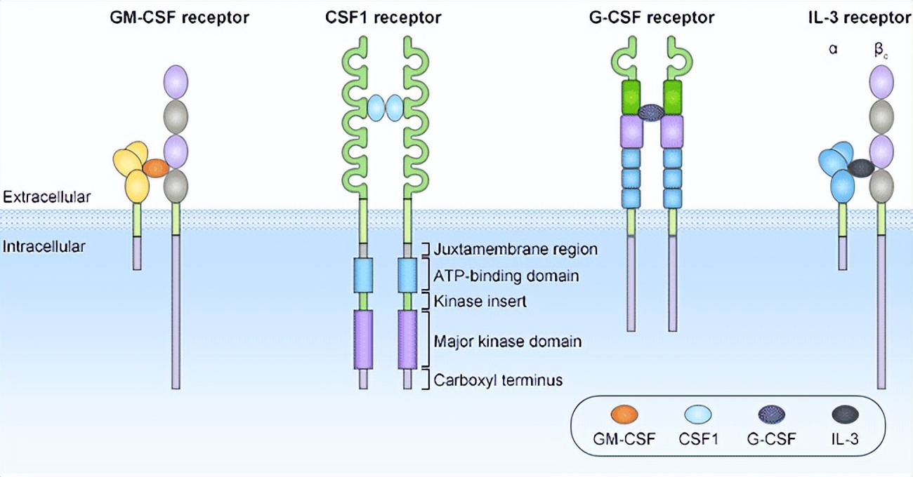 CSF receptor - iNEWS
