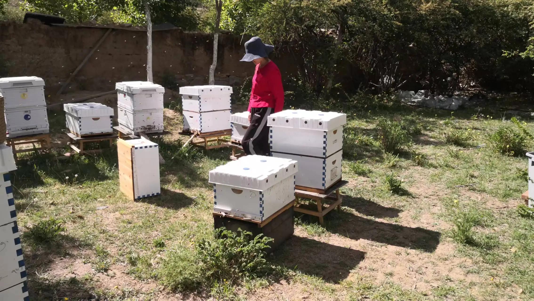 Bee Feather: Golden Bee Yulu from 3880 meters in Tibet - iNEWS