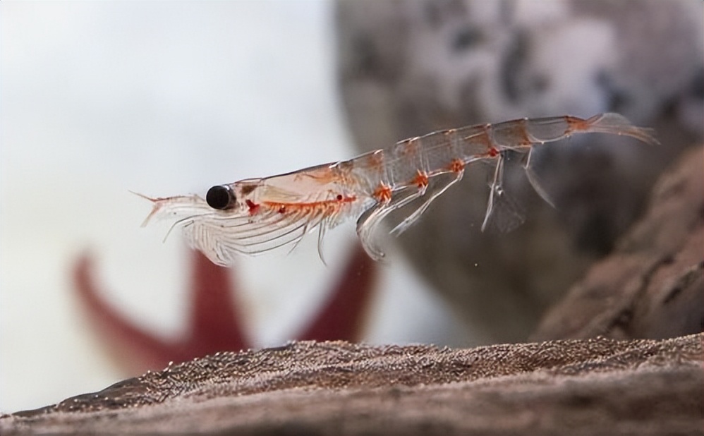 Krill: the super-fecund organisms of the granary of the future - iNEWS