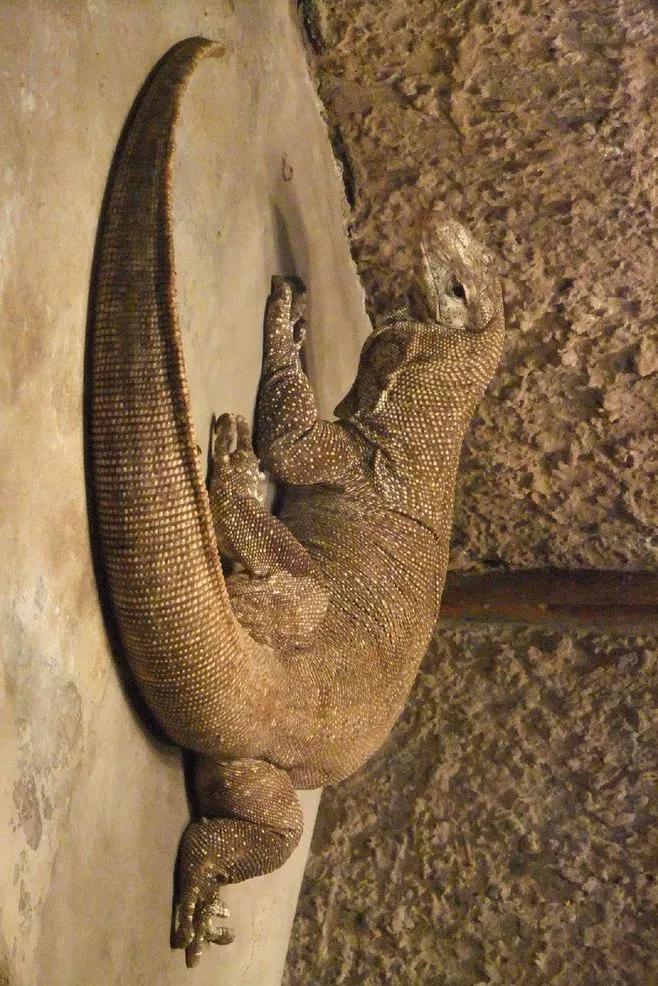 The monitor lizard raped by Indians may be male - iNEWS