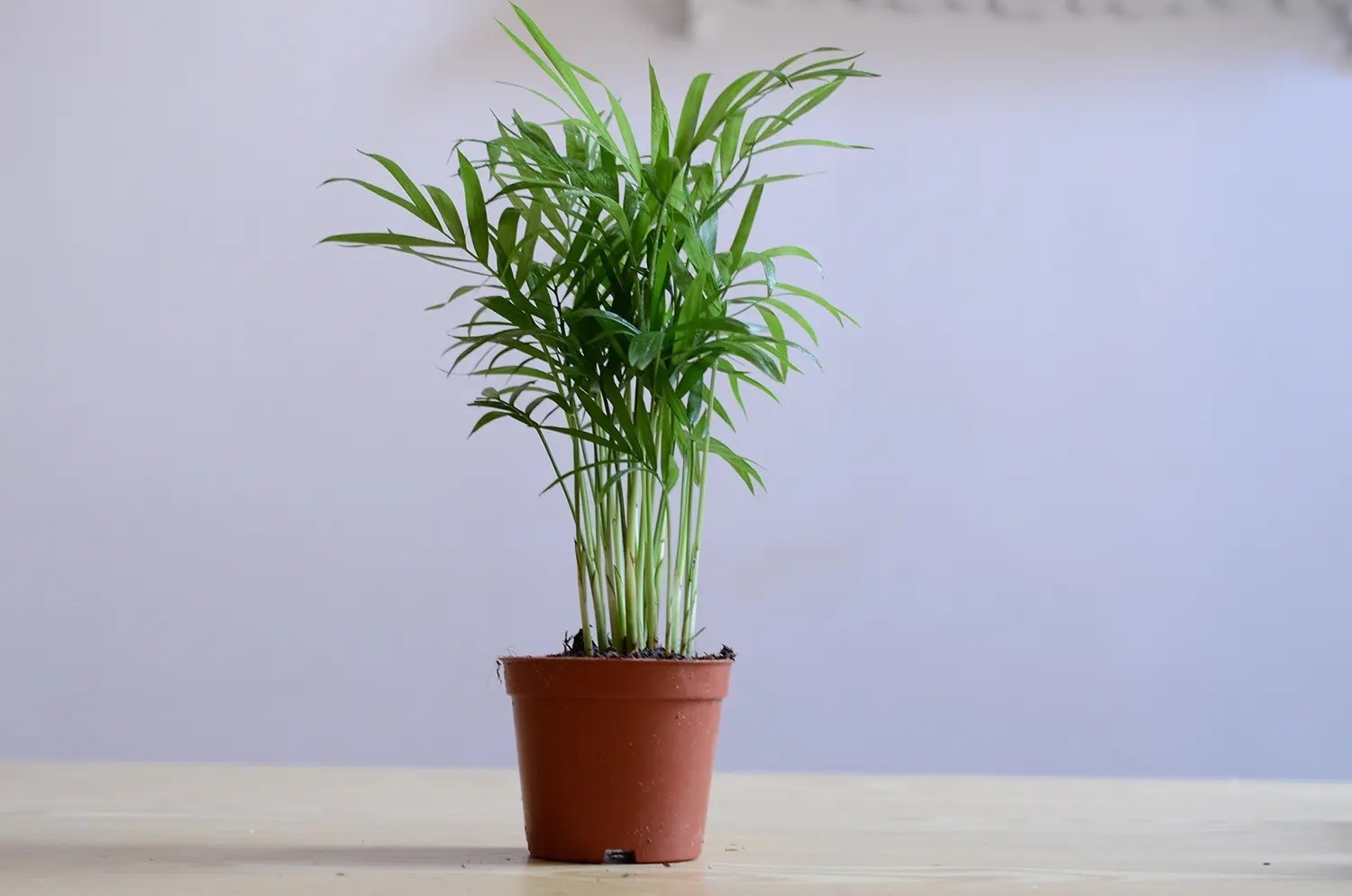 How to raise pocket coconut?Do 3 things well, the leaves are always ...