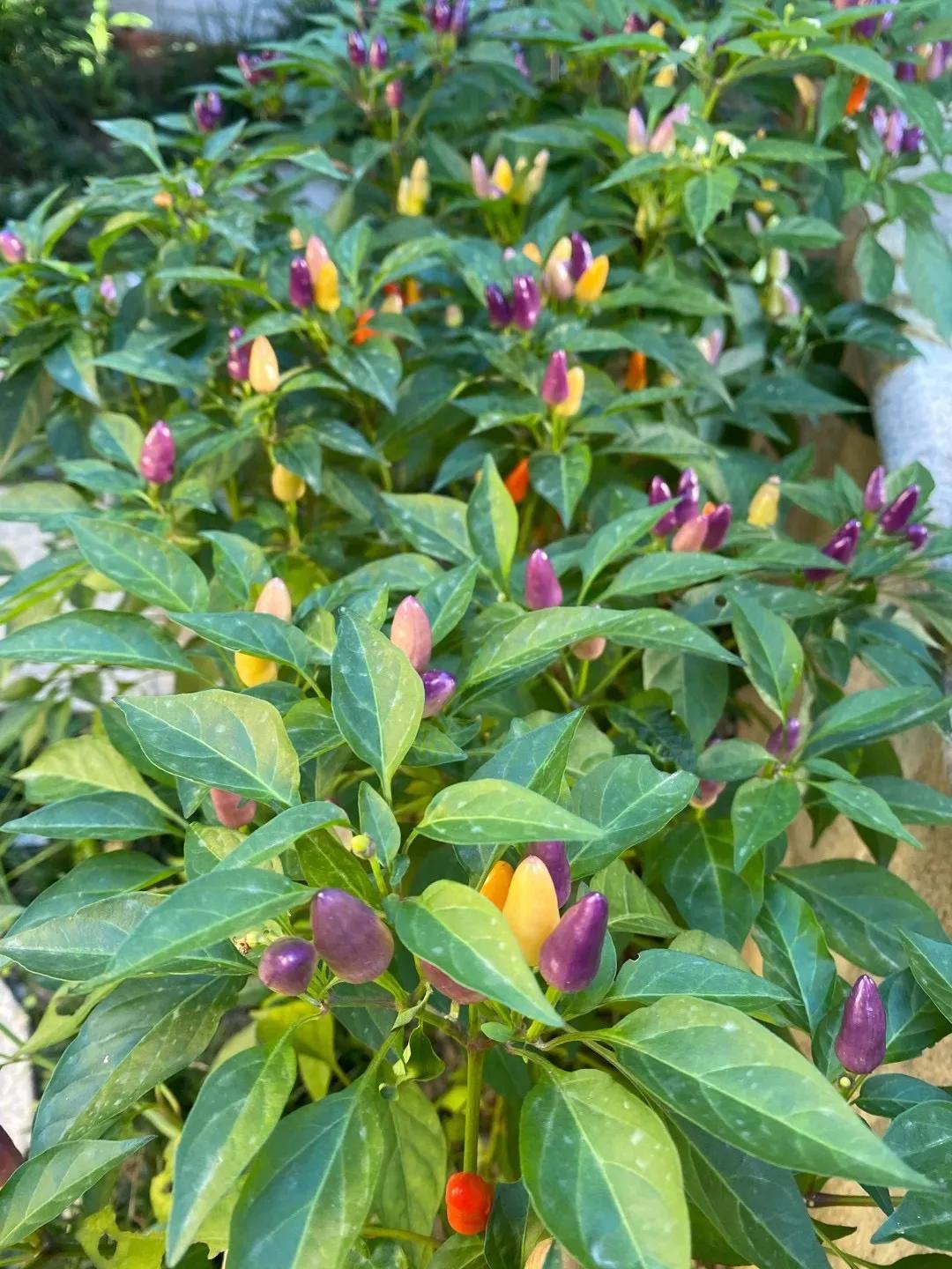 colorful peppers - iNEWS