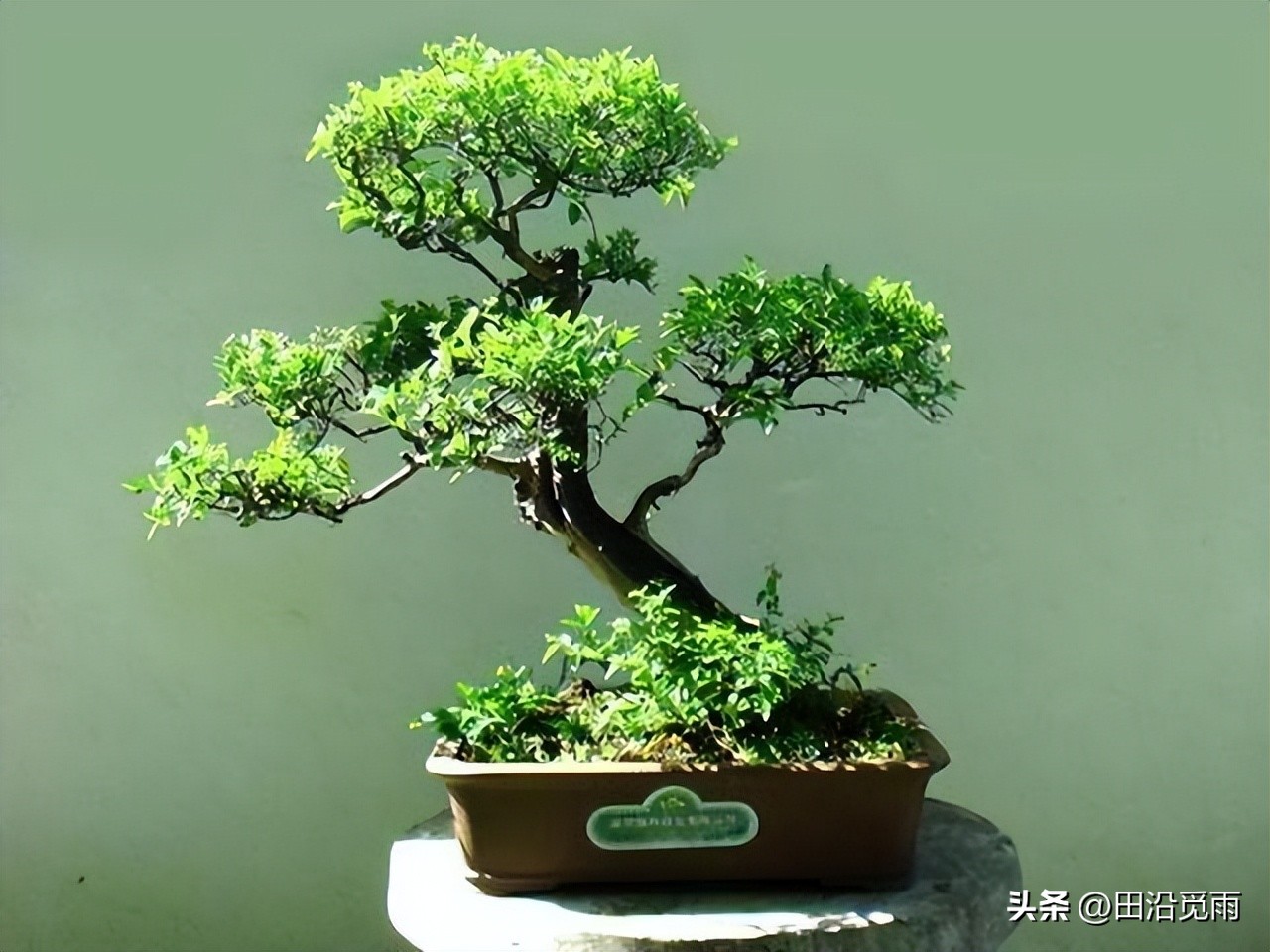 One of the seven sages of bonsai, bird plum, can grow vigorously and ...