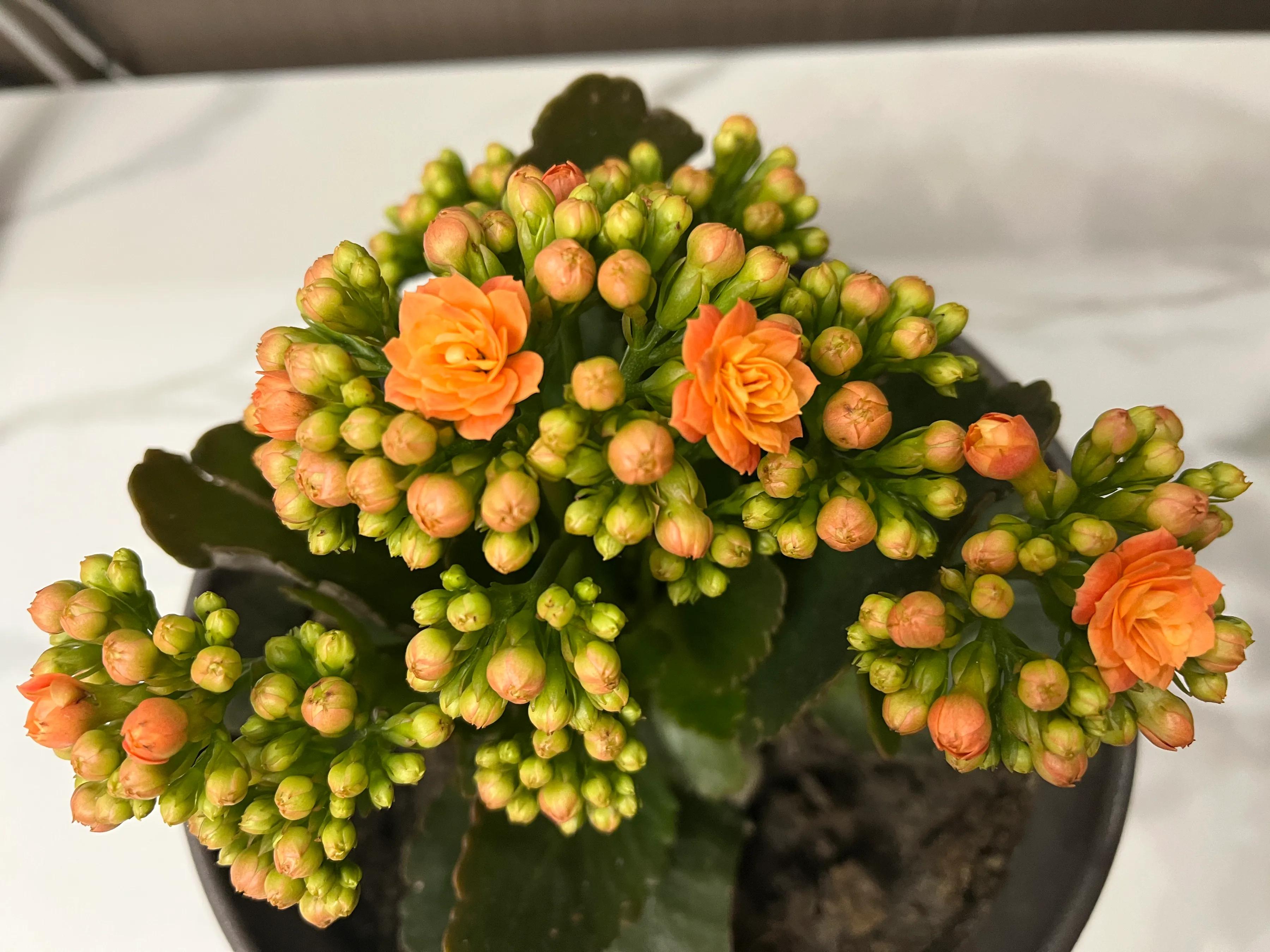 After two months, the longevity flower finally bloomed - iNEWS