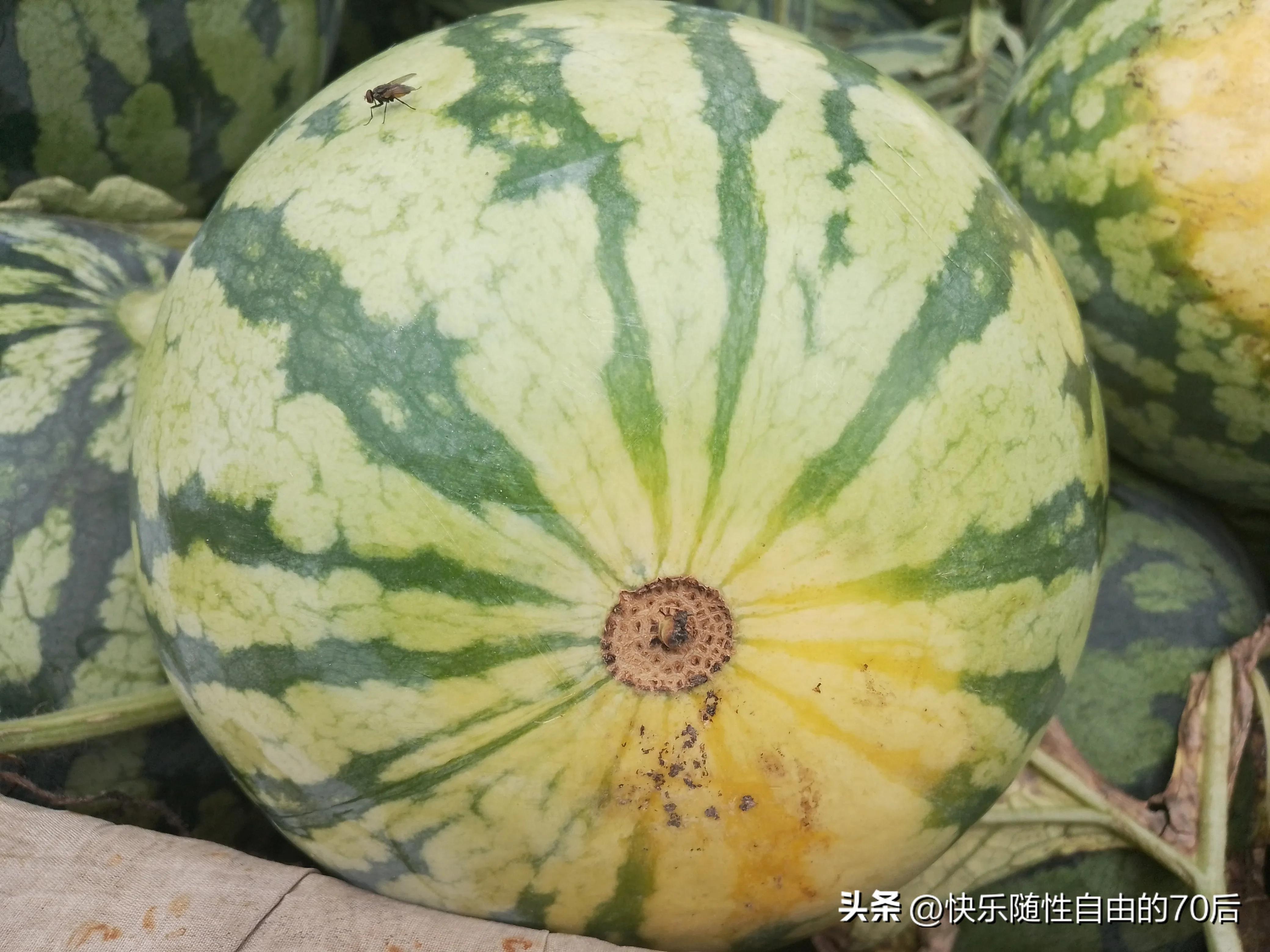 The hot summer watermelon is at the right time, teach you how to choose ...