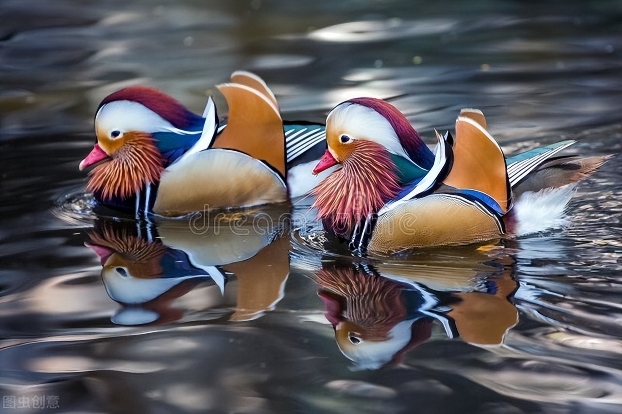 Yuanyang Yufei, a love bird in Chinese folklore - iNEWS