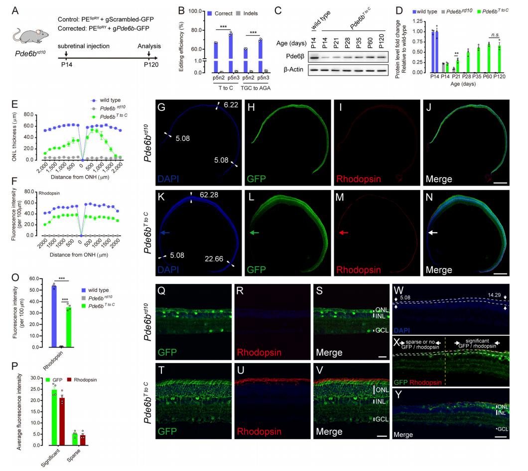 Developing 'universal' gene-editing tool restores vision in blind mice ...