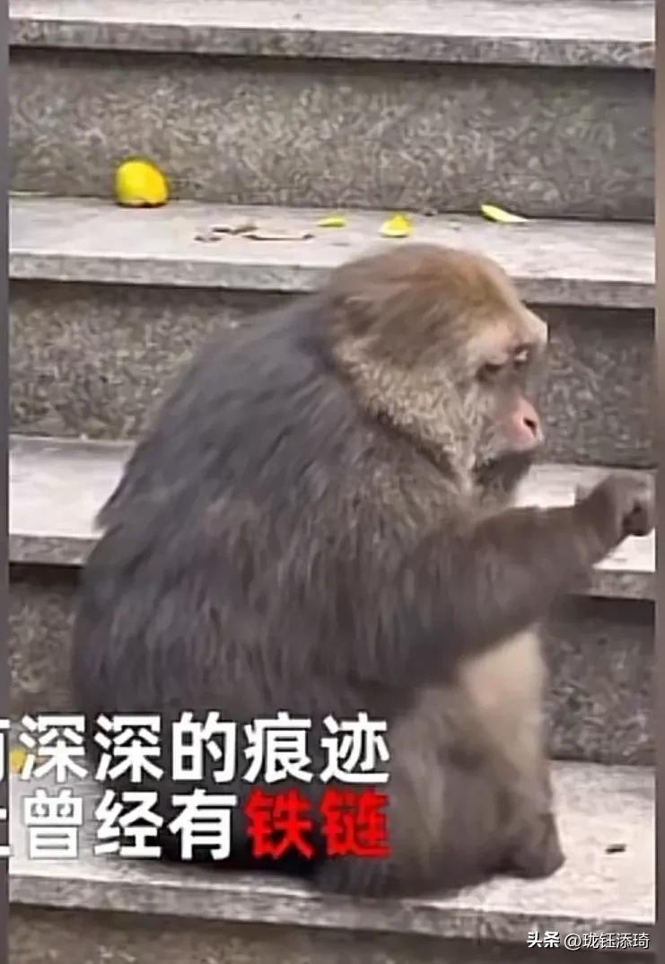 The one-armed monkey has become a mascot due to misfortune - iNEWS