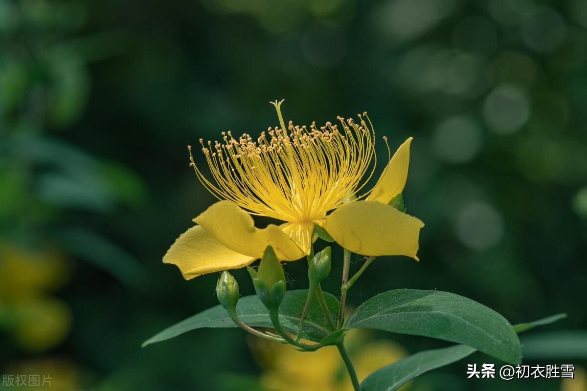 Appreciation of Six Poems of Summer Flower Hypericum: My favorite green ...