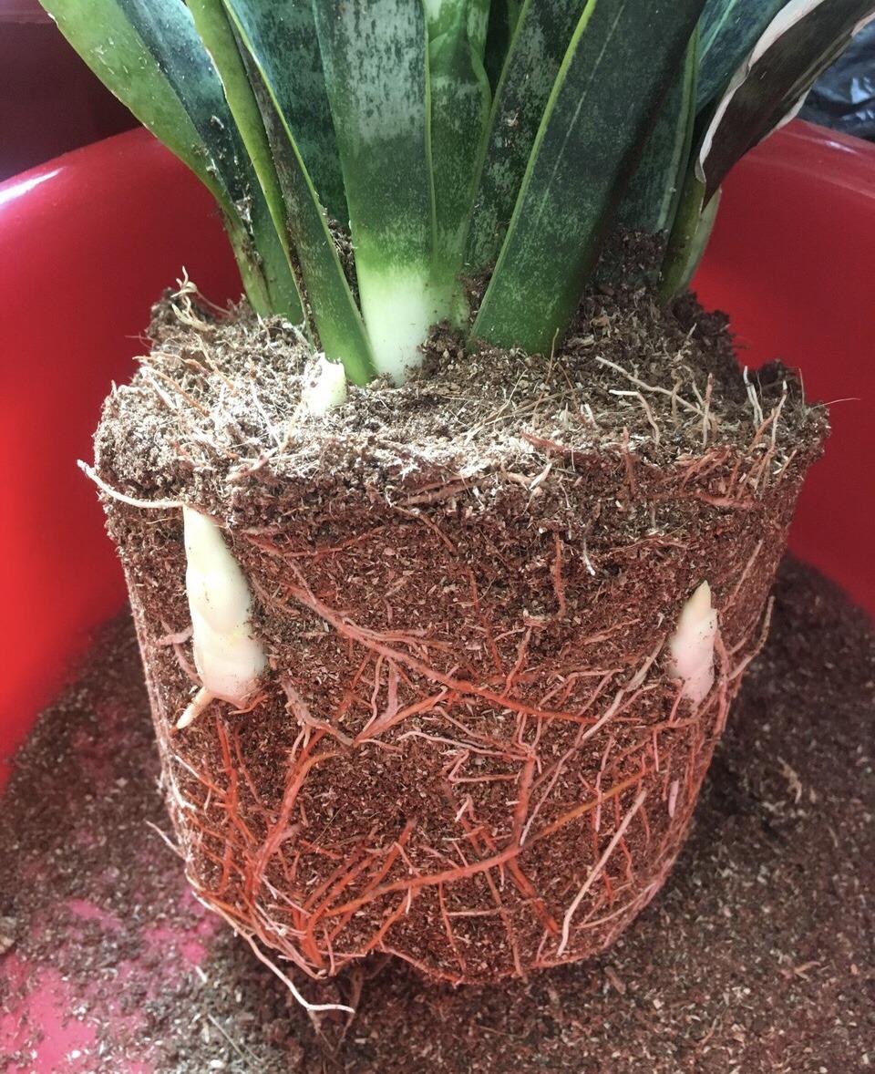 Tiger Pilan stiff seedlings, not long or "rotten leaves"? 7 tips ...