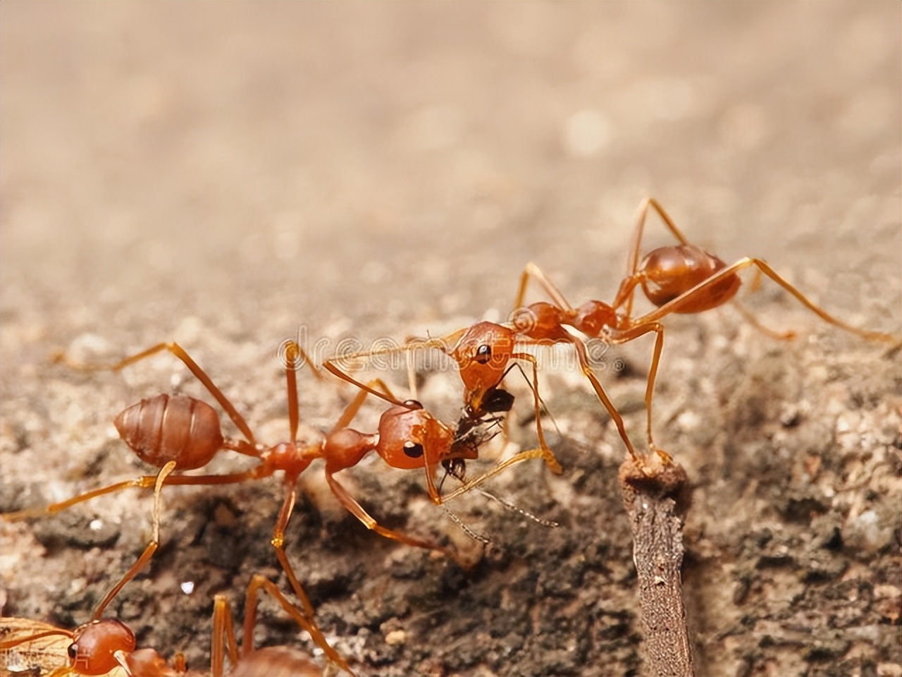 Are ants poisonous? Is it helpful to apply soap after ant bites? Why is ...