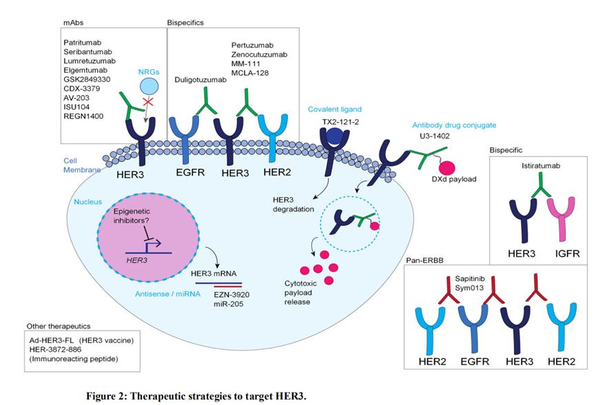 The long journey of HER3 - iNEWS
