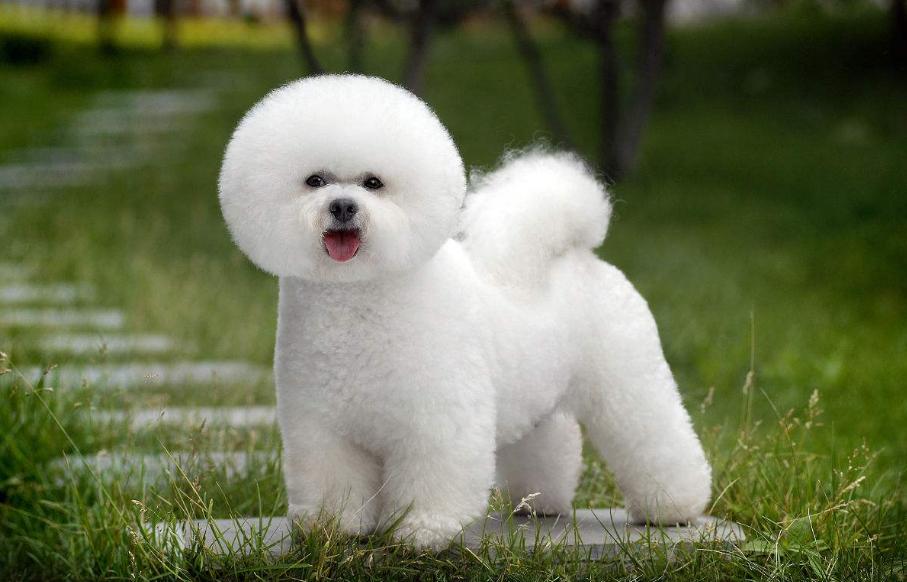 These dogs are very pitiful, and no one will be distressed if they are ...