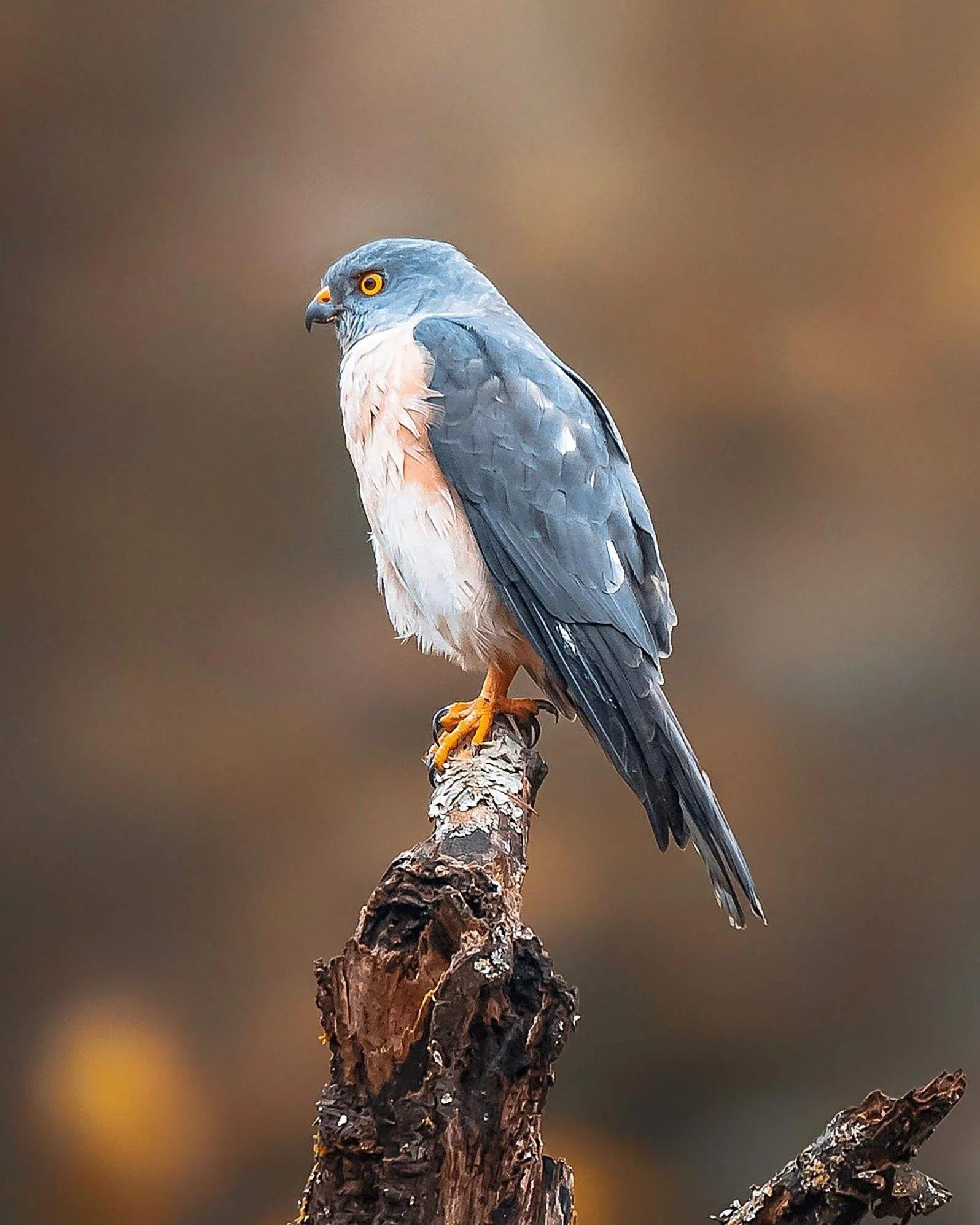 Natural Beauty: The Red-bellied Eagle - iNEWS