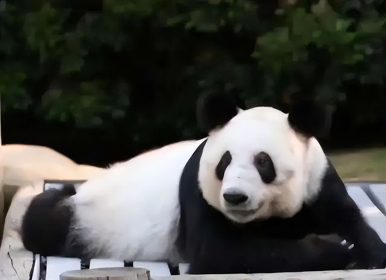 Latest: The giant panda "Yaya", which has attracted countless people's ...