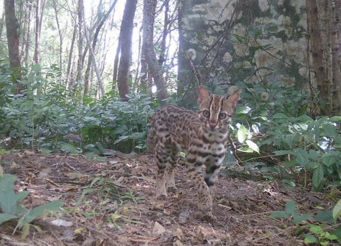 Extremely rare!The "Stone Tiger" was discovered for the first time in ...