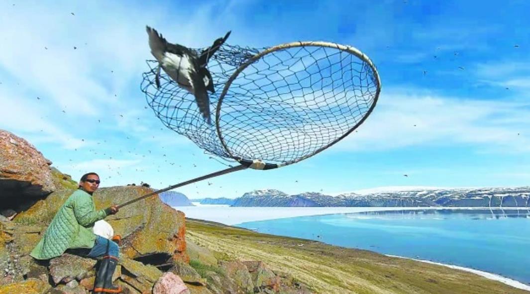 The ultimate enjoyment of sea food: try the Inuit delicacy pickled ...