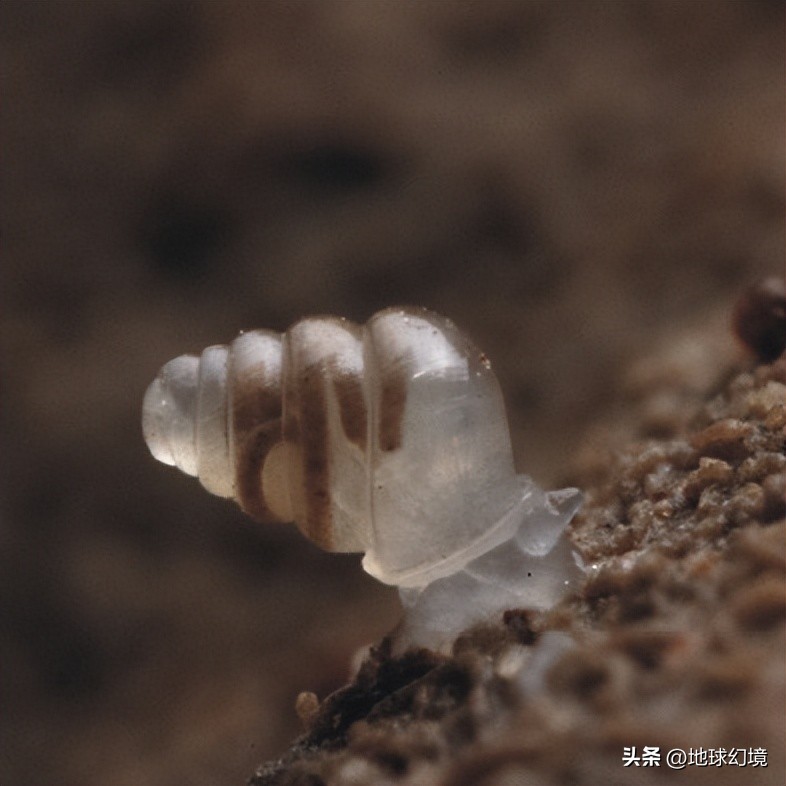 30 photos of rare animals: sea turtles are deformed by rubber bands ...