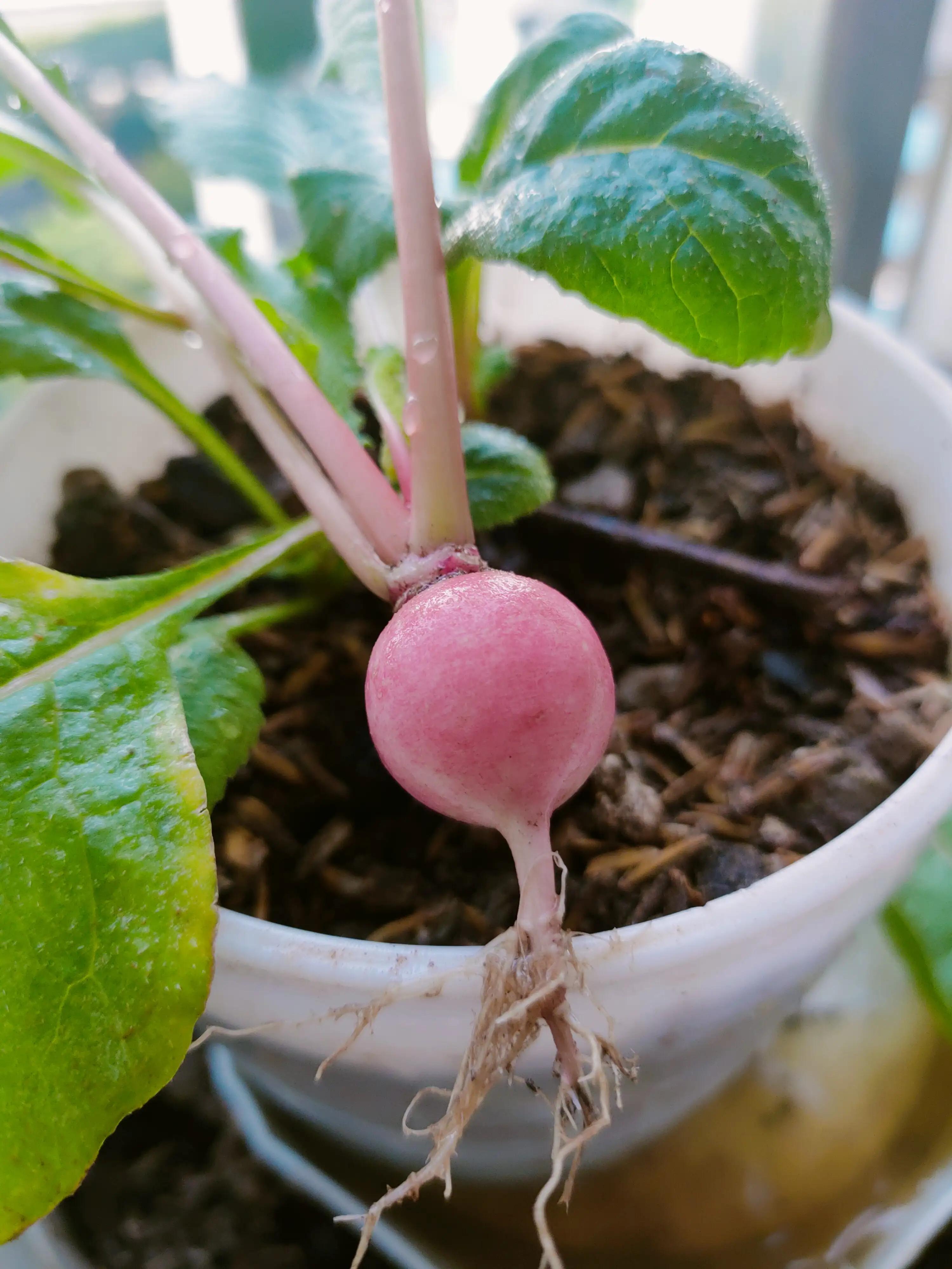 Cherry radish harvest ~ second time - iNEWS
