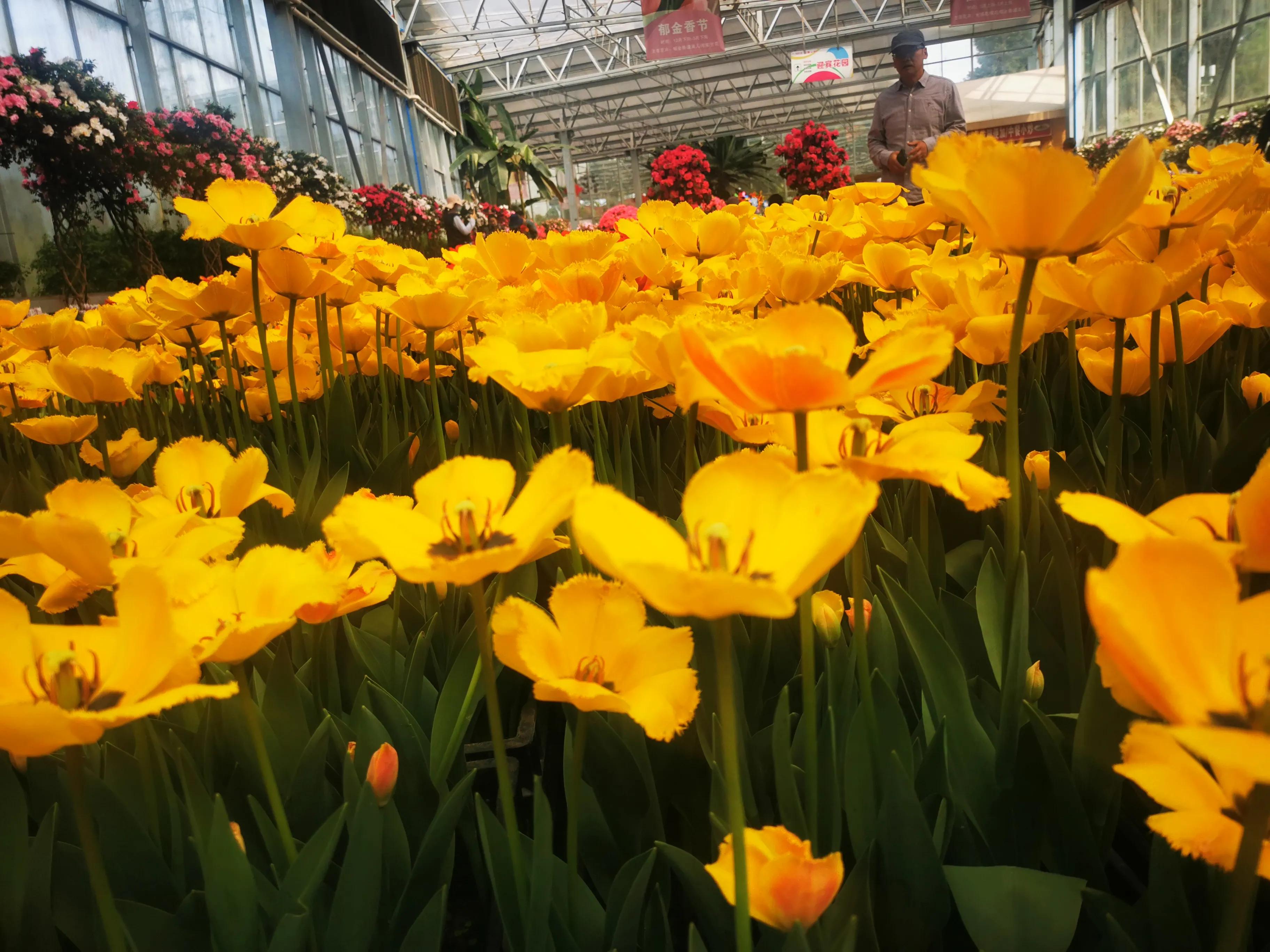 Chengdu in spring - iNEWS