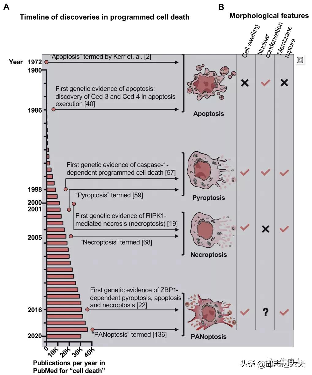 The missing piece in the field of cell death: PANoptosis - iNEWS