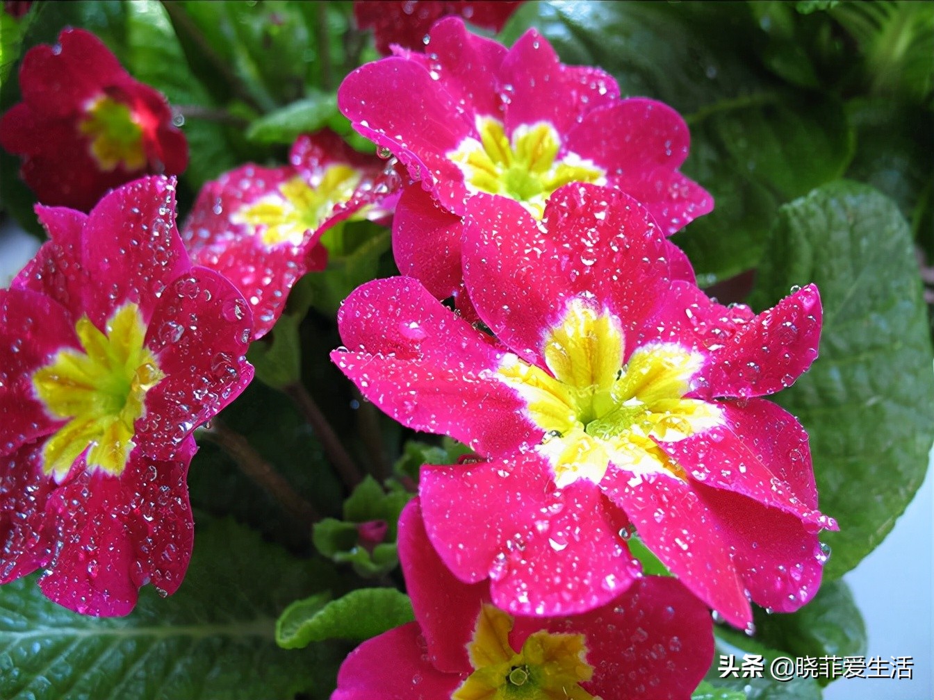 6 kinds of "cold-resistant flowers" that can "bloom brilliantly" even ...