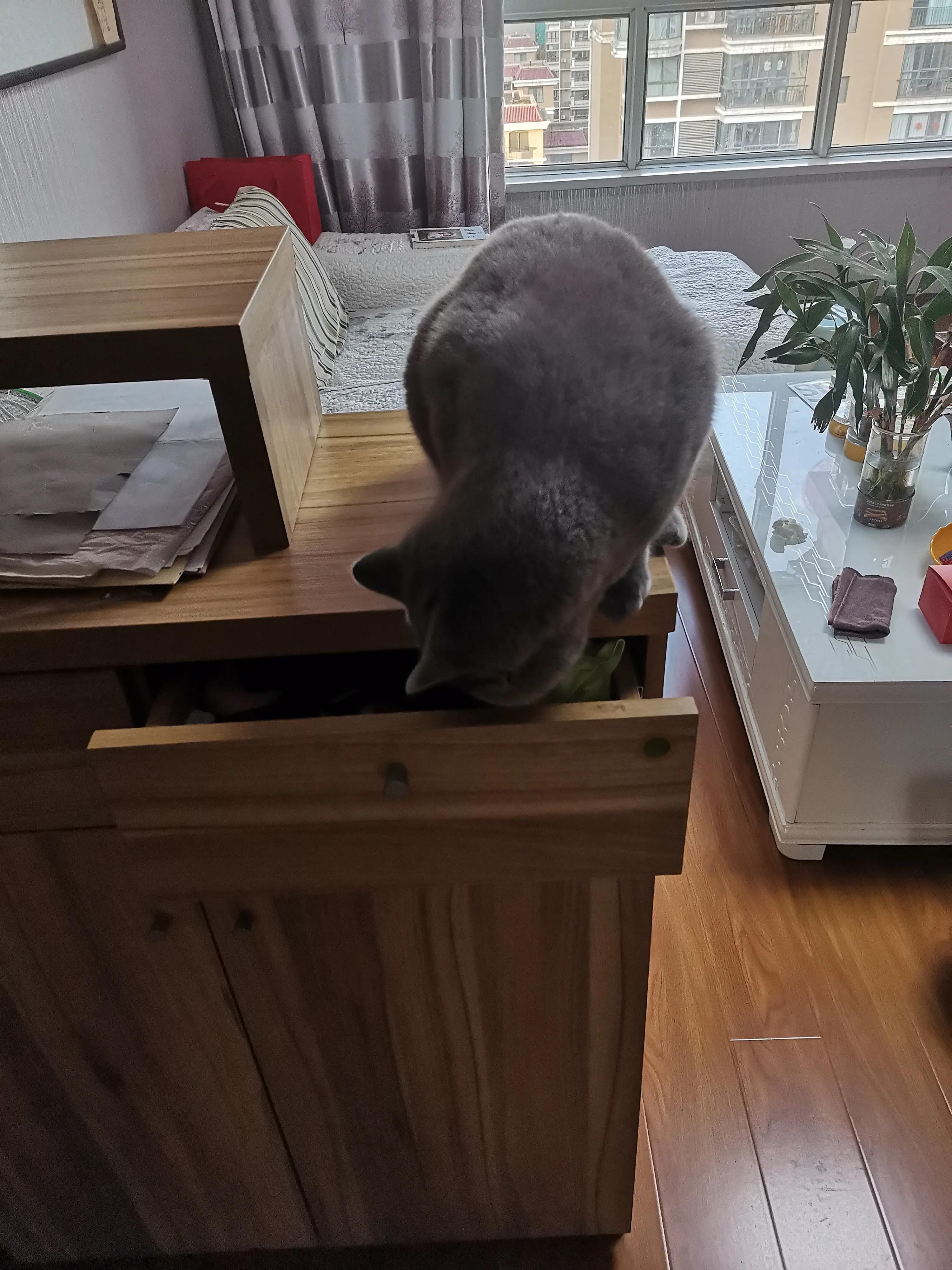 Farewell to Wang Fugui, in Meow Planet, there is no suffering from illness - iNEWS