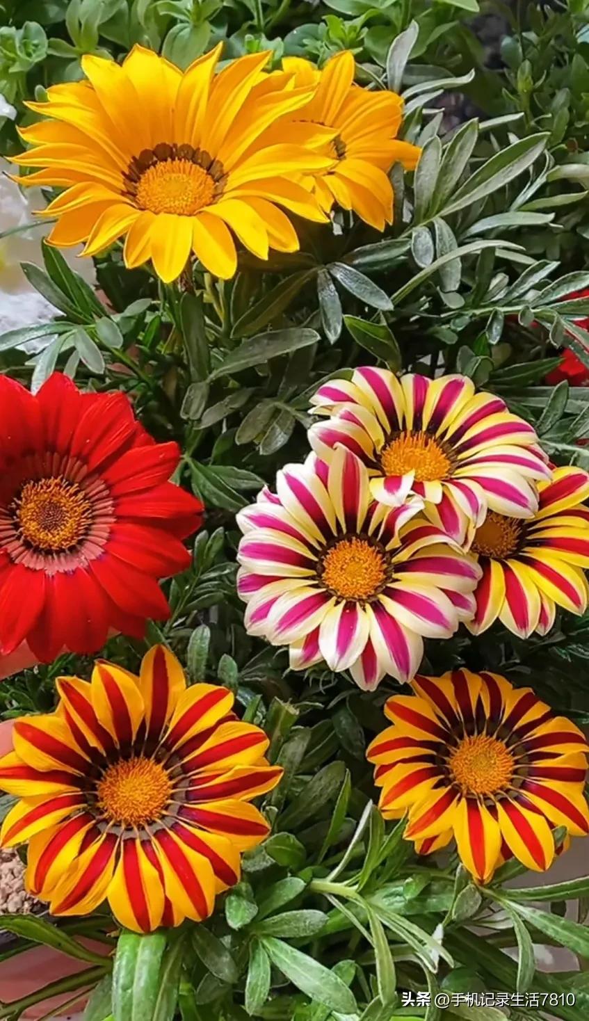 [Original] Medallion chrysanthemum: The flower of "glory" is gorgeous ...