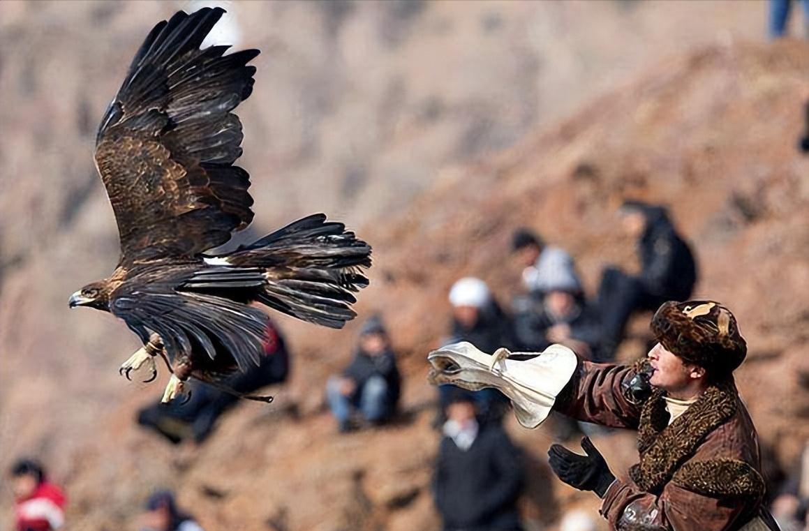 Rare pictures of golden eagles catching wolves!The sharp claws pierce ...