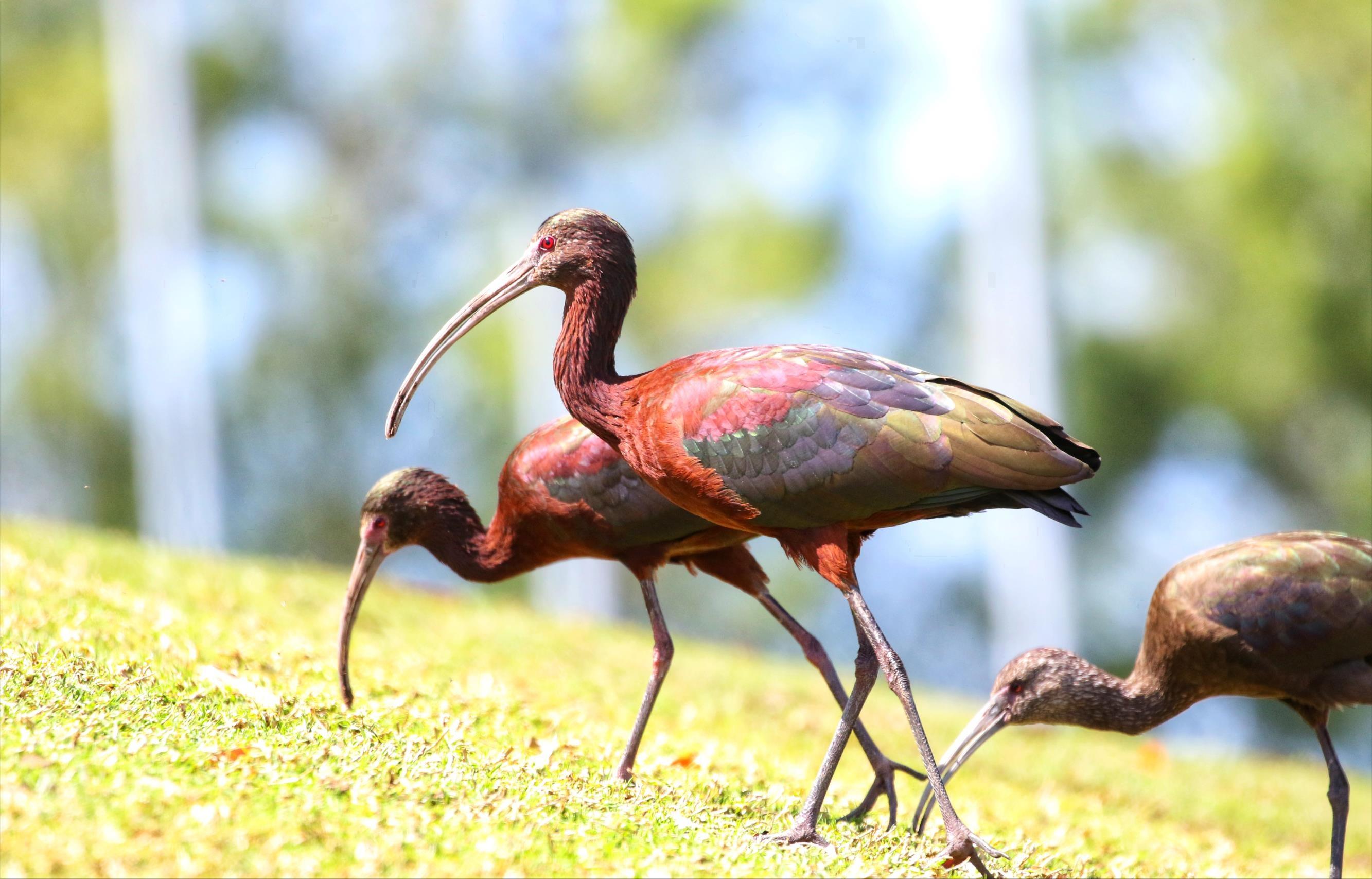 Once declared extinct in China, the colorful ibis was shot and killed ...