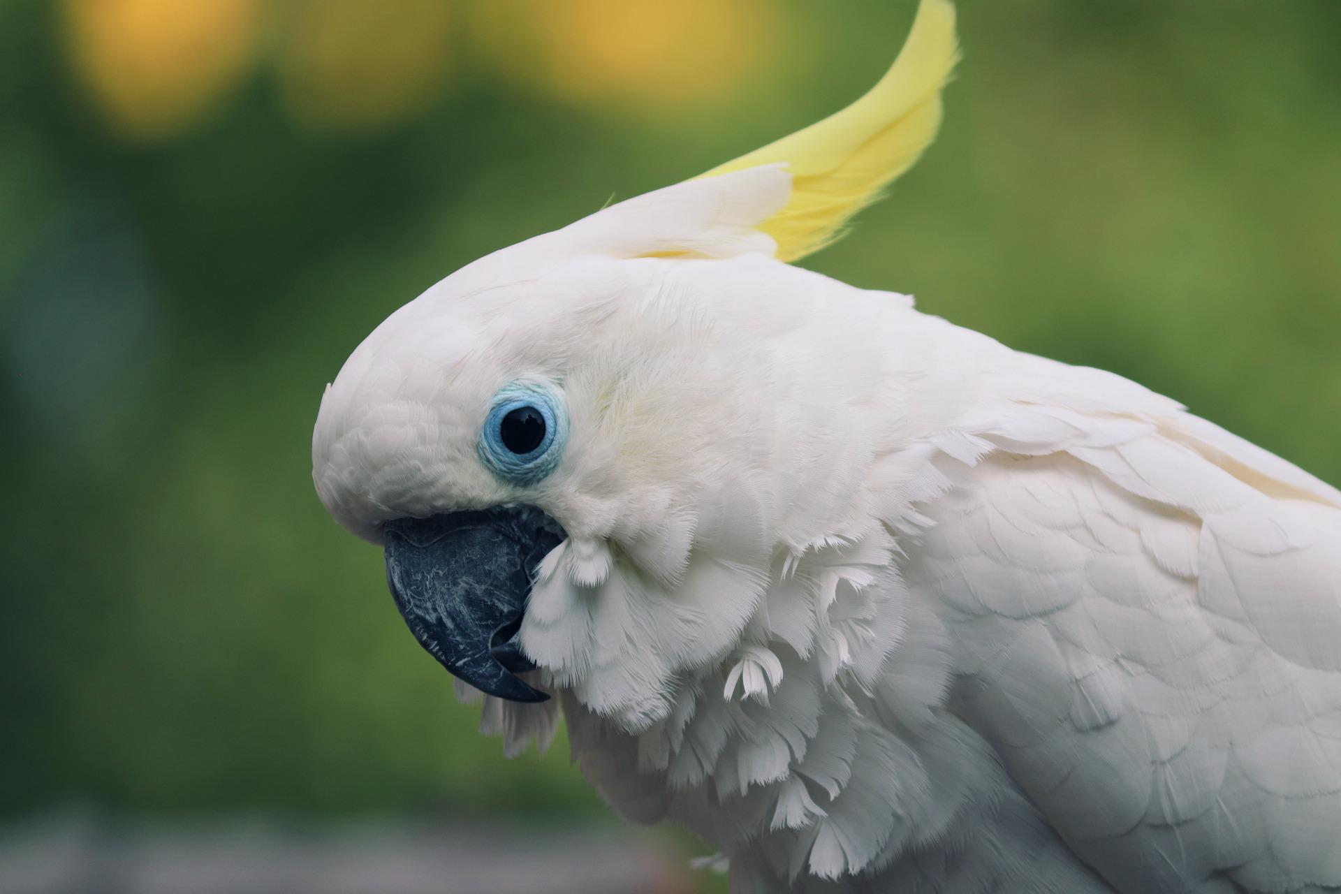 An old friend from home, Cockatoo - iMedia