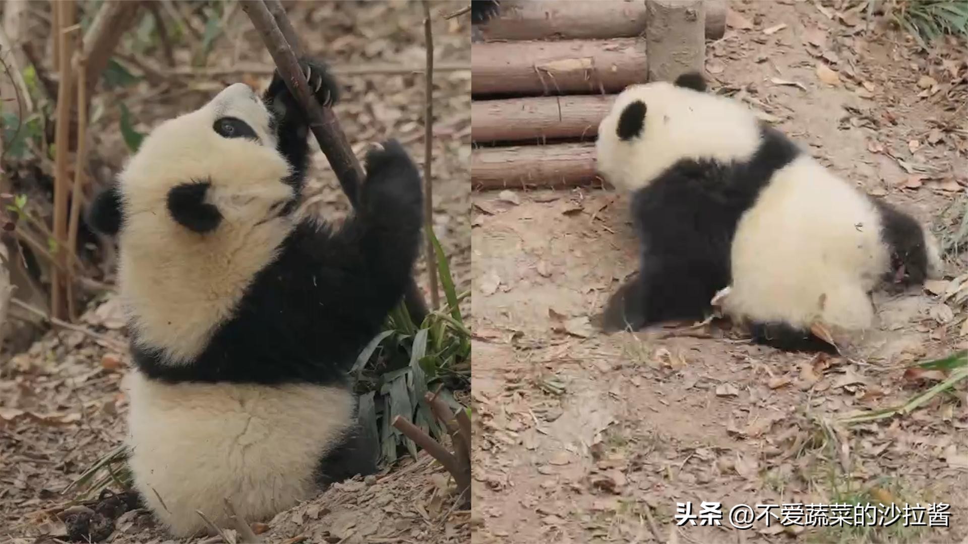 Disabled Panda Fu Wan! come on! Strong baby! - iMedia