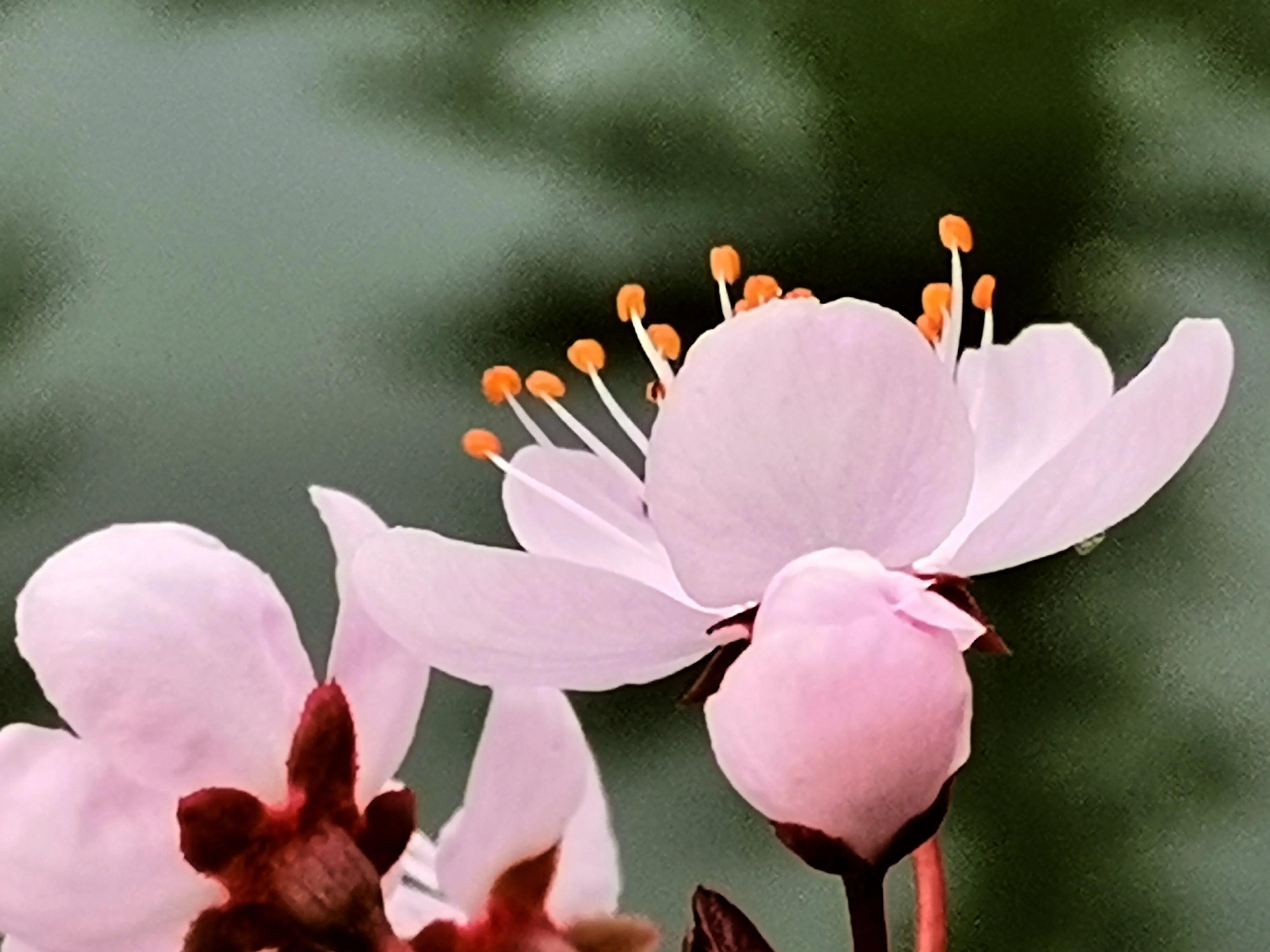 Romantic Spring Breeze in Ancient Poems - iNEWS