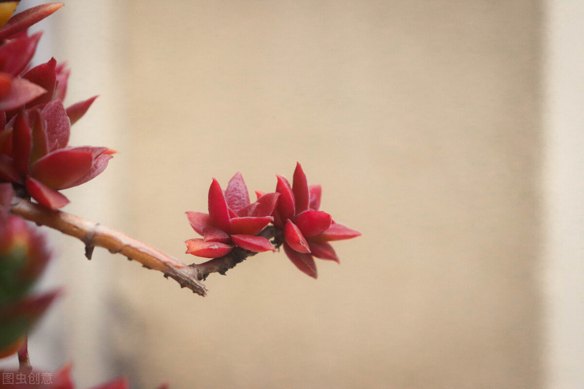 Succulent Fire Festival is also called Autumn Fire Lotus - iNEWS