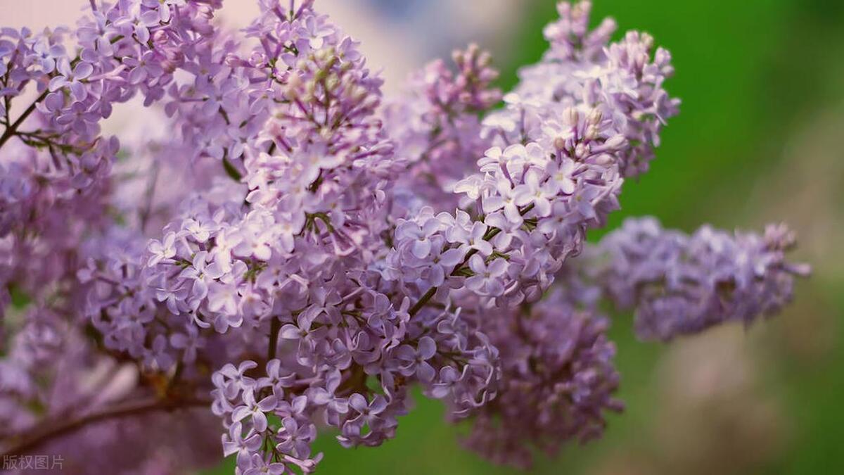 What are the pests and diseases of lilac - iMedia
