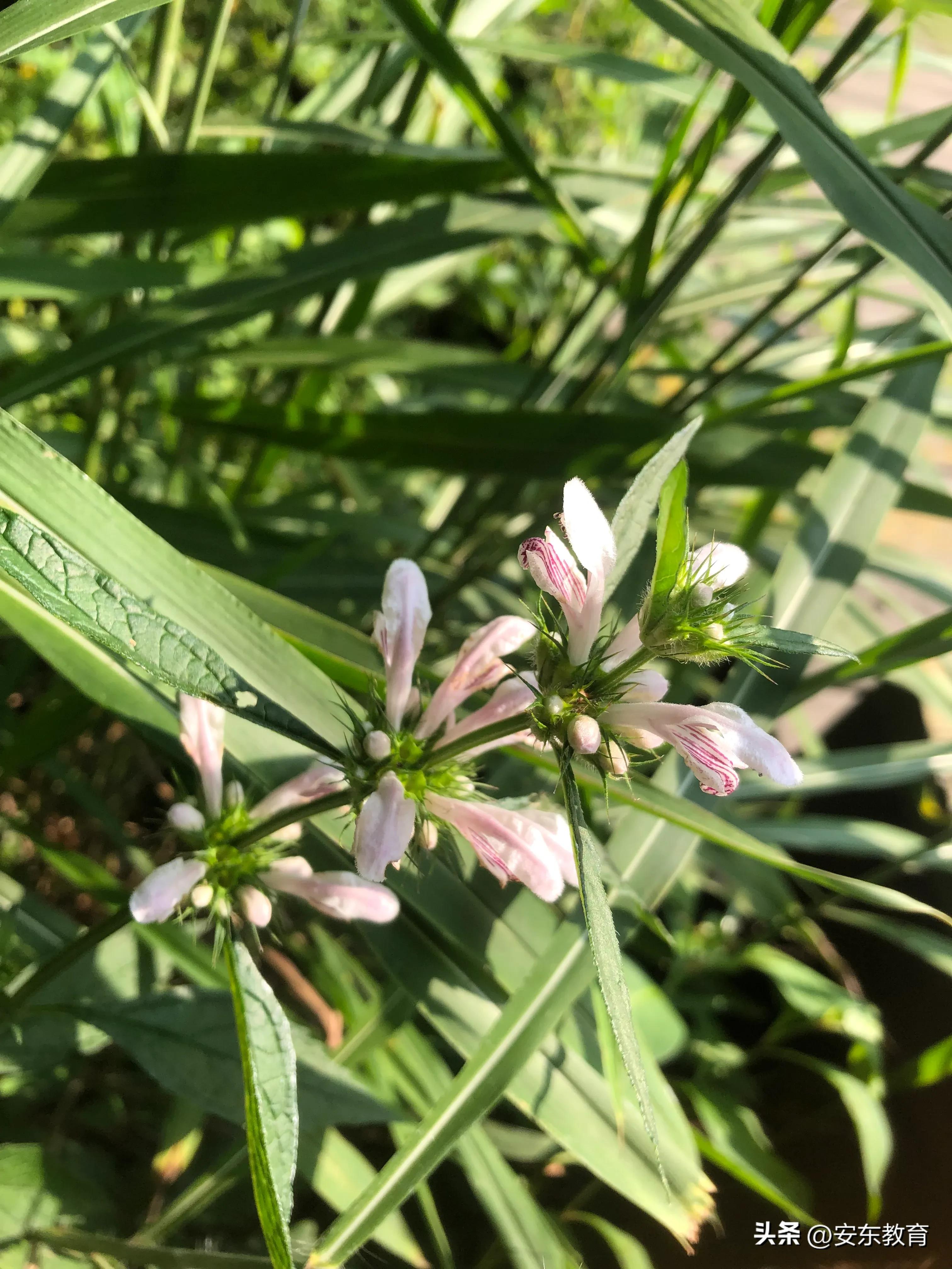 Chi (Zàn) dish, also called Baihua Motherwort paste, more beautiful ...
