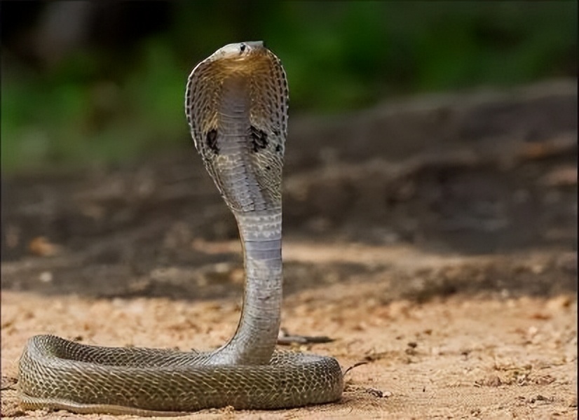 The two big cobras in Australia and India broke into Xinjiang and ...