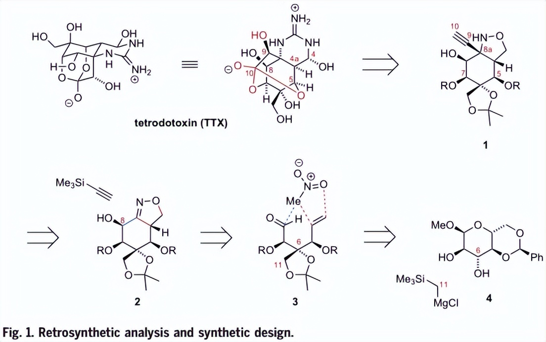 Simple Synthesis of Tetrodotoxin - iNEWS