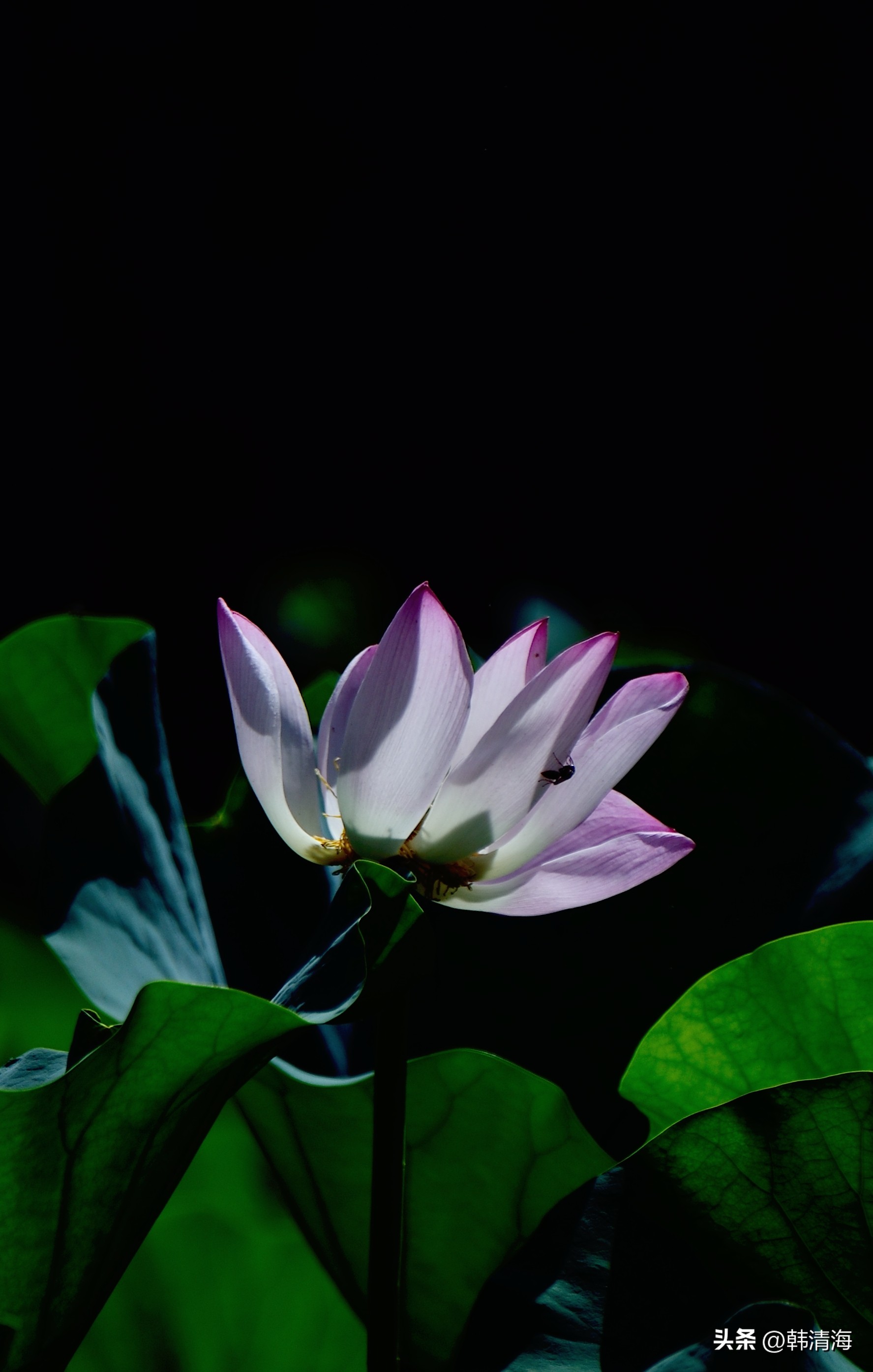 August 23, 2022 Tianjin Beining Park Autumn Lotus Light and Shadow ...